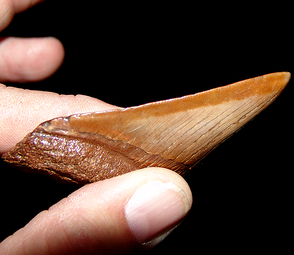 Artifacts Guide- Suwannee Meg Tooth